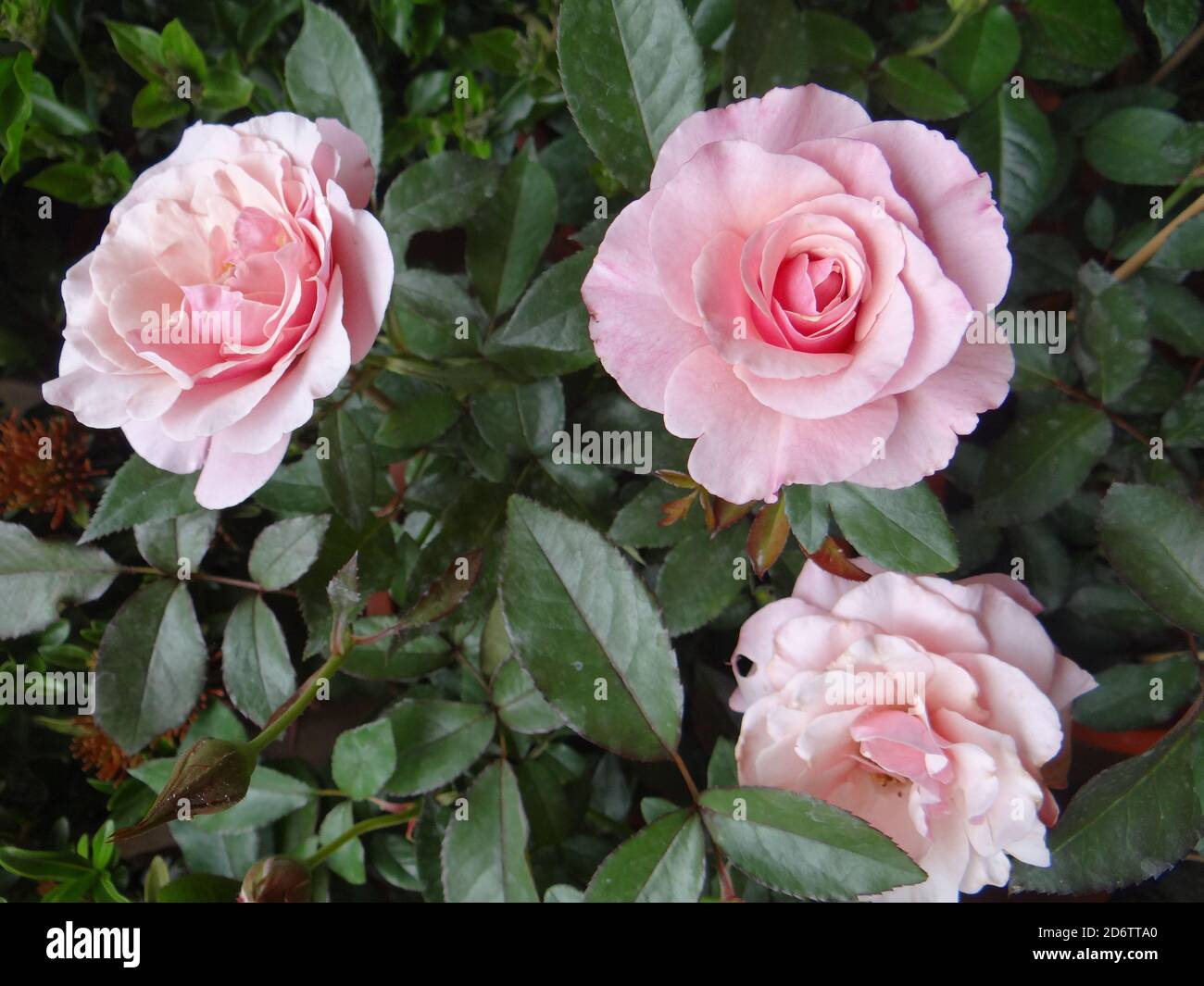 Pik rose hi-res stock photography and images - Alamy