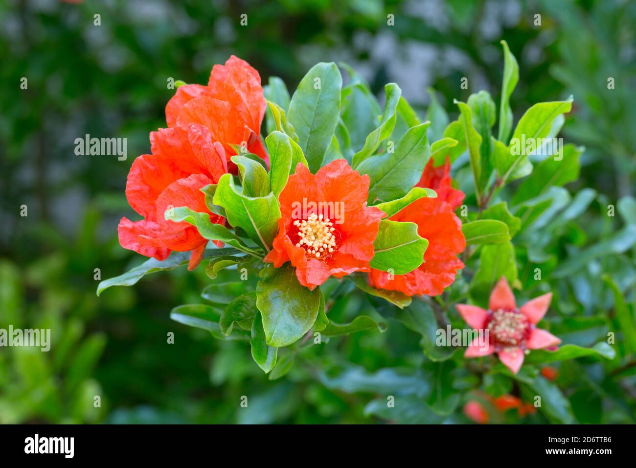 Punica granatum tree flower hi-res stock photography and images - Alamy