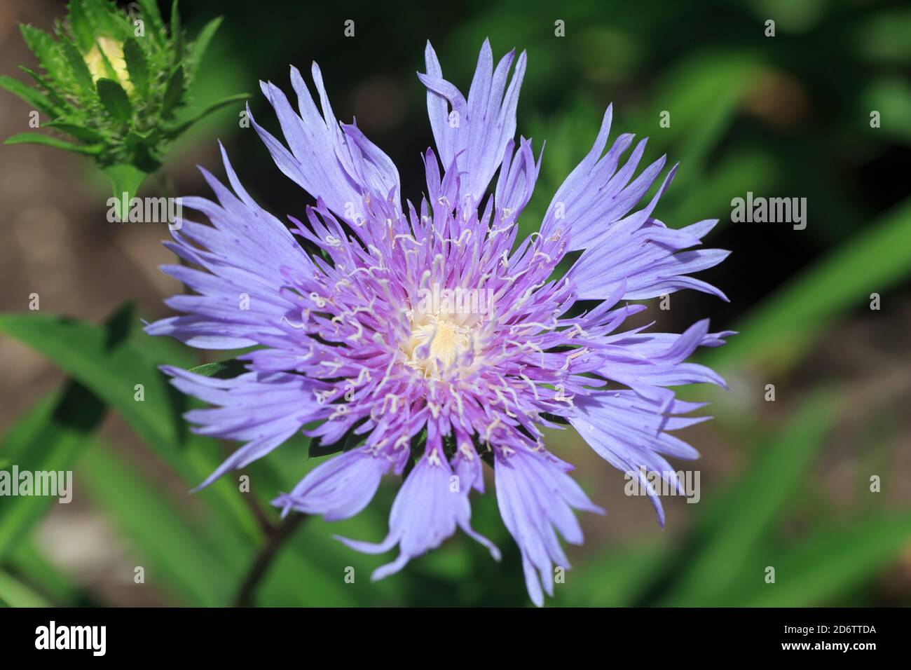 Stokesia Laevis High Resolution Stock Photography and Images - Alamy
