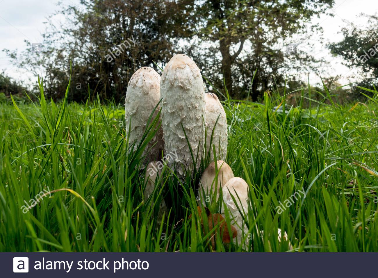 Clump Of Fungi High Resolution Stock Photography and Images - Alamy