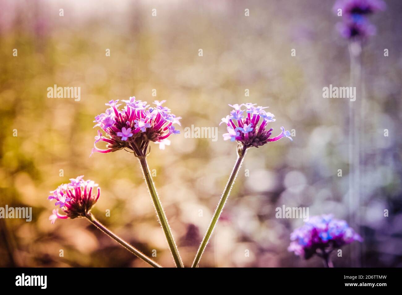 Magenta wildflower hi-res stock photography and images - Alamy