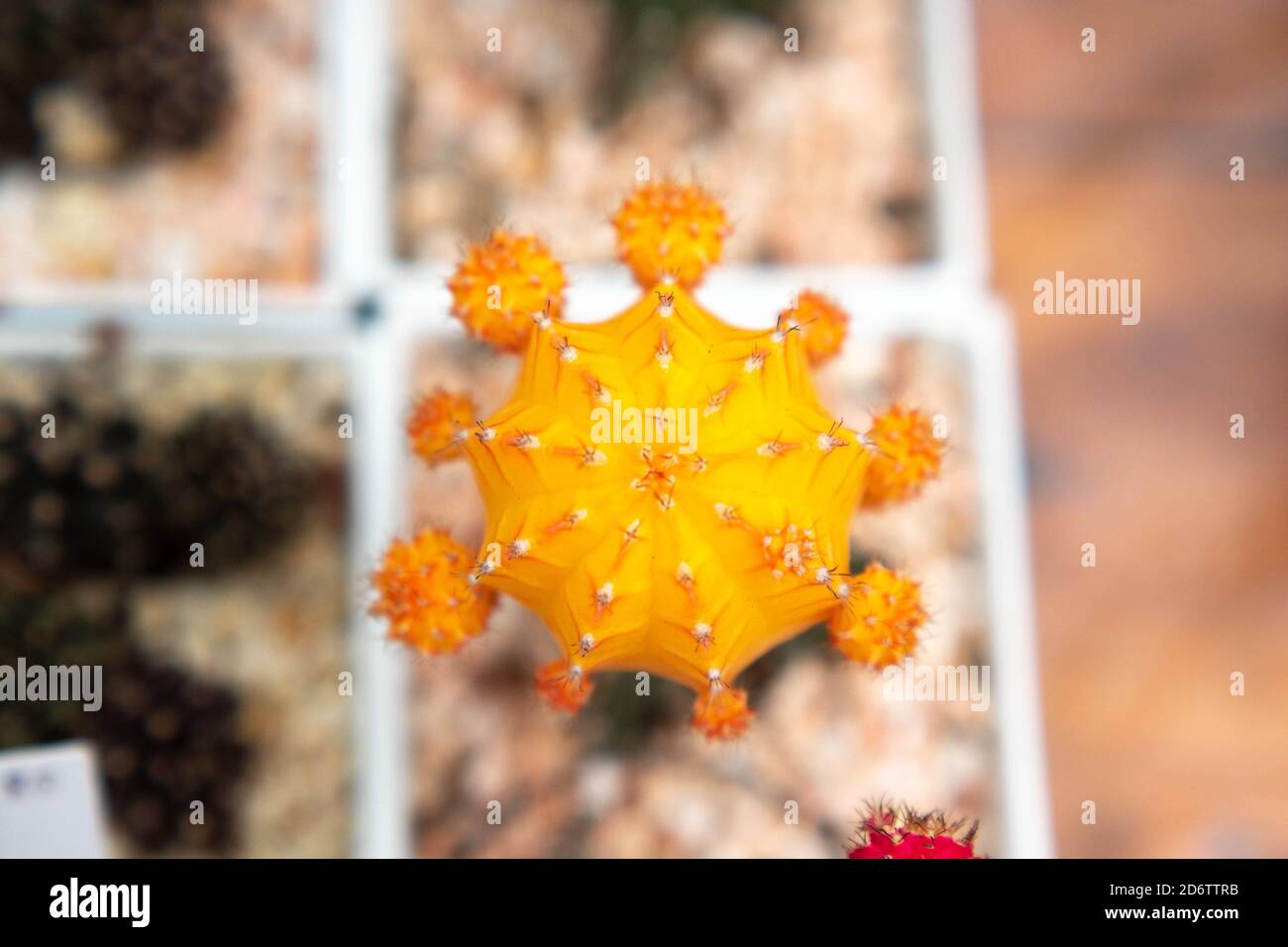 Selective focus Standing Pretty Small Cactus with an Orange Flower on ...