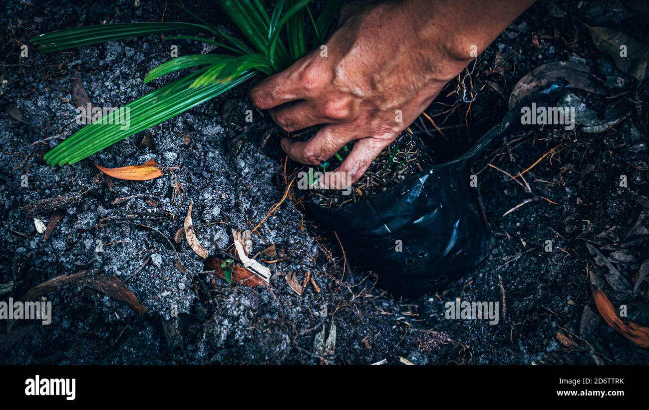man hand plant to grow in ground. Man holding sprout and planting in ...