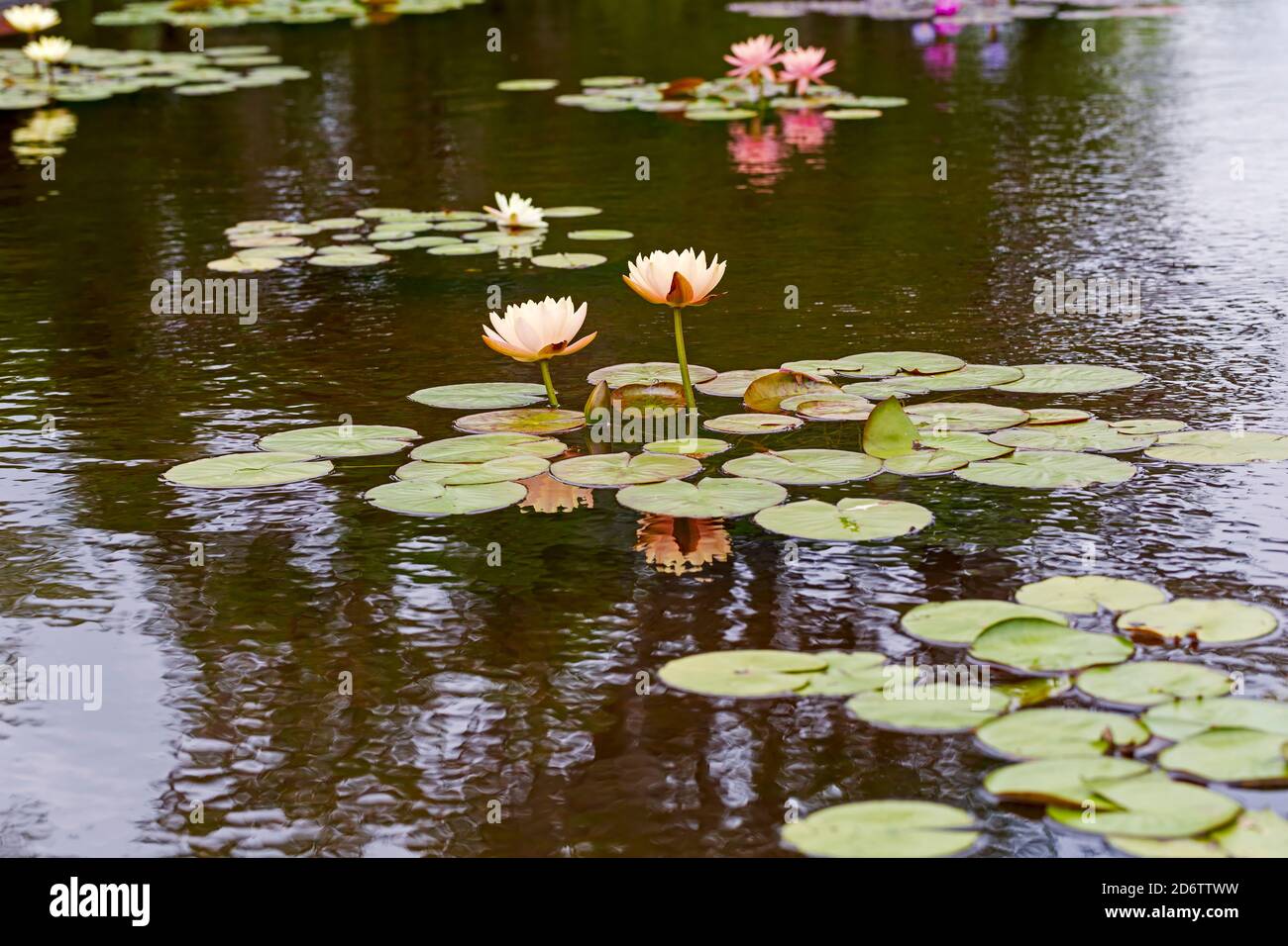Water Lilies In Water Feature High Resolution Stock Photography and ...