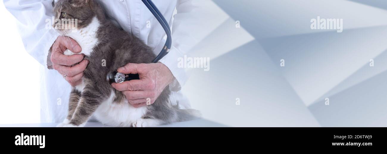 Cat being examined at the vet clinic. panoramic banner Stock Photo - Alamy
