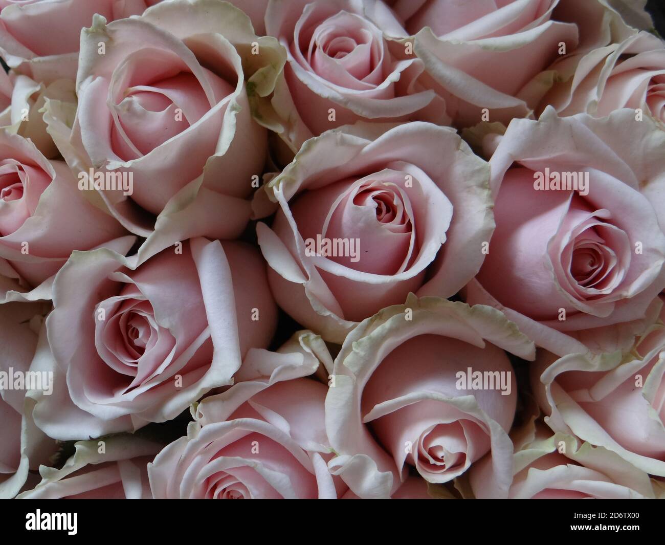 Pik rose hi-res stock photography and images - Alamy