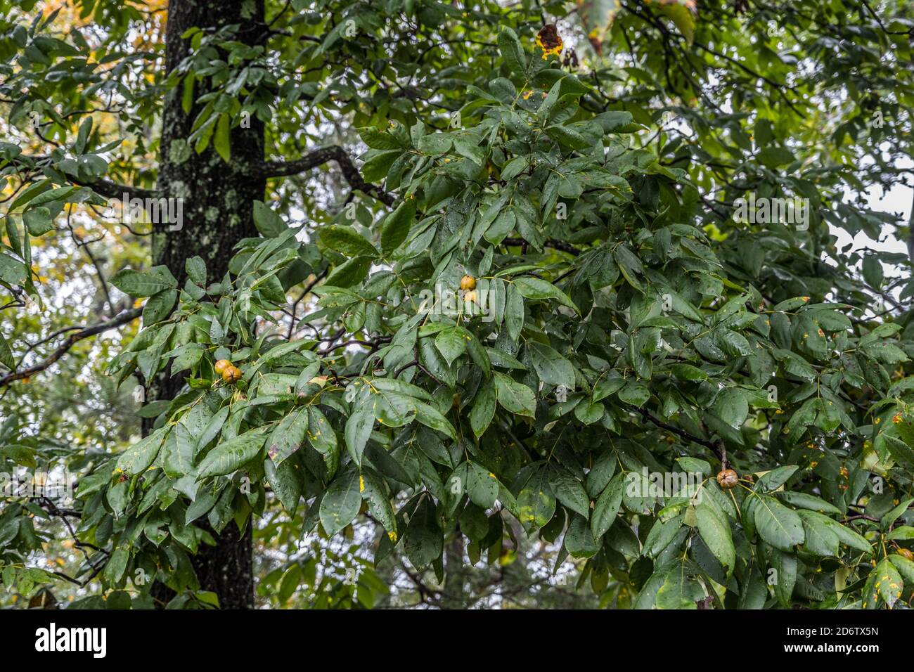 Large Round Tree Nuts