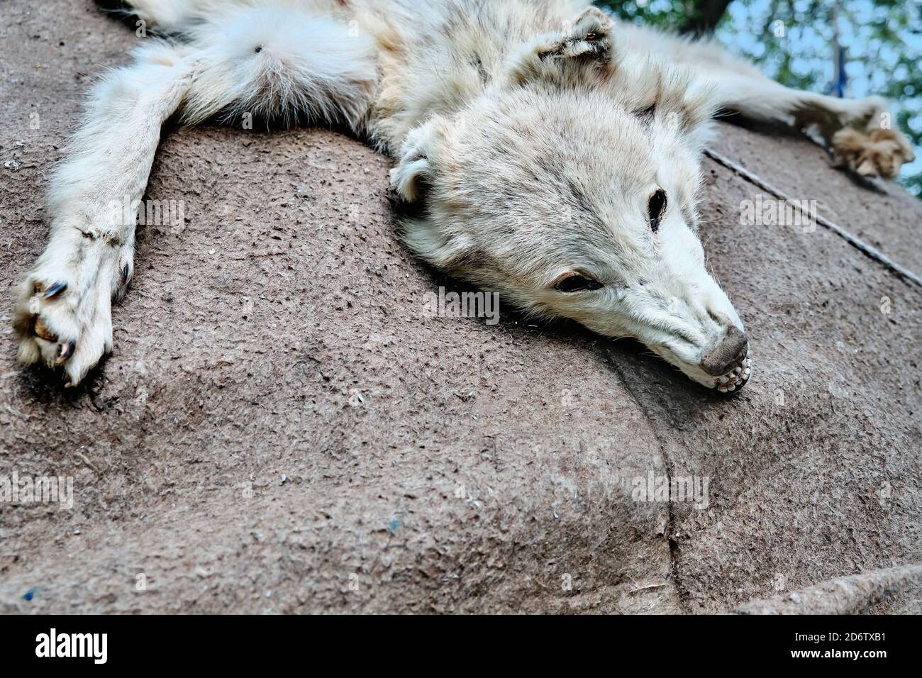 White wolf's head is like a nomad amulet. The skin of a wolf on the ...