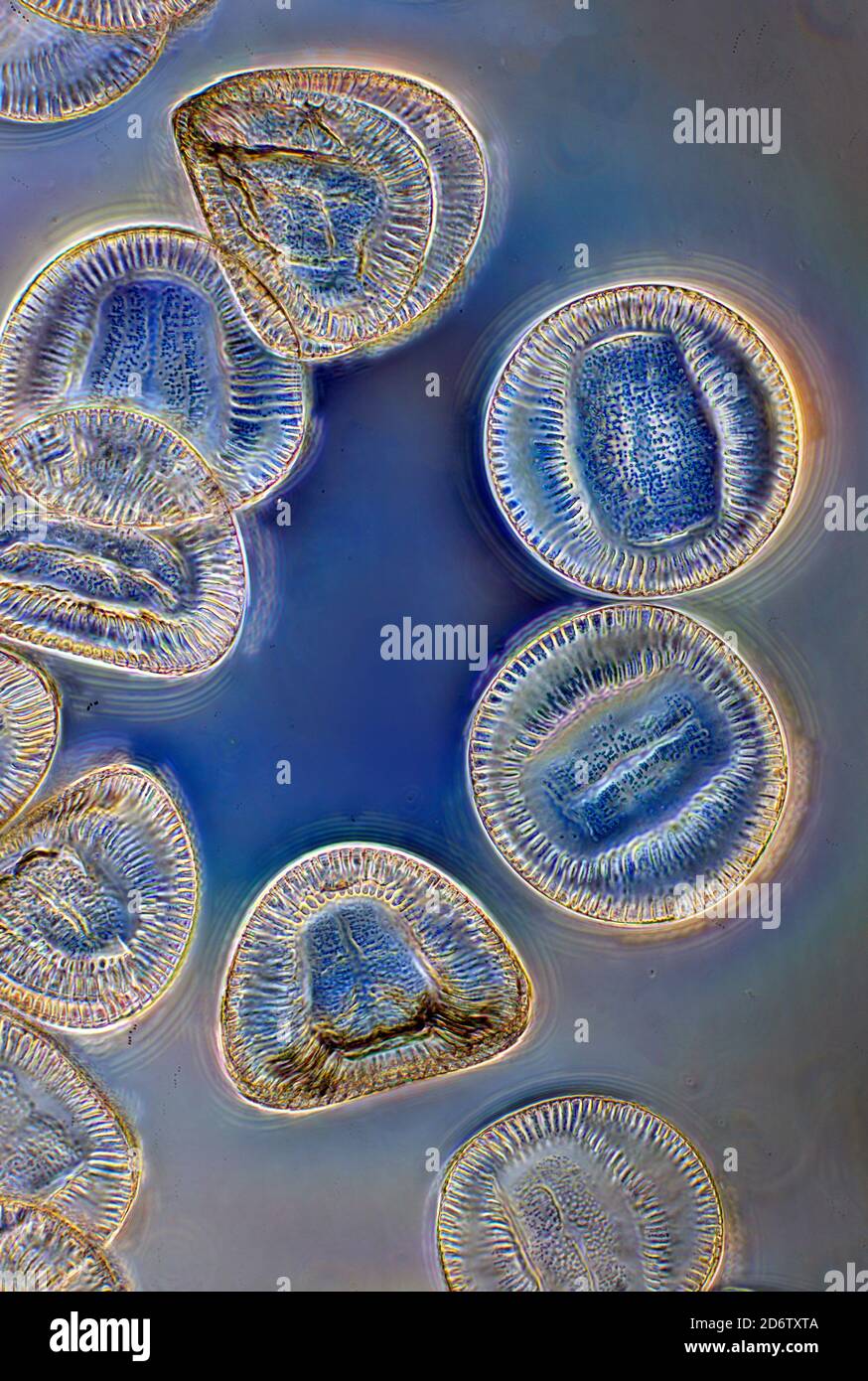 Campylodiscus hi-res stock photography and images - Alamy