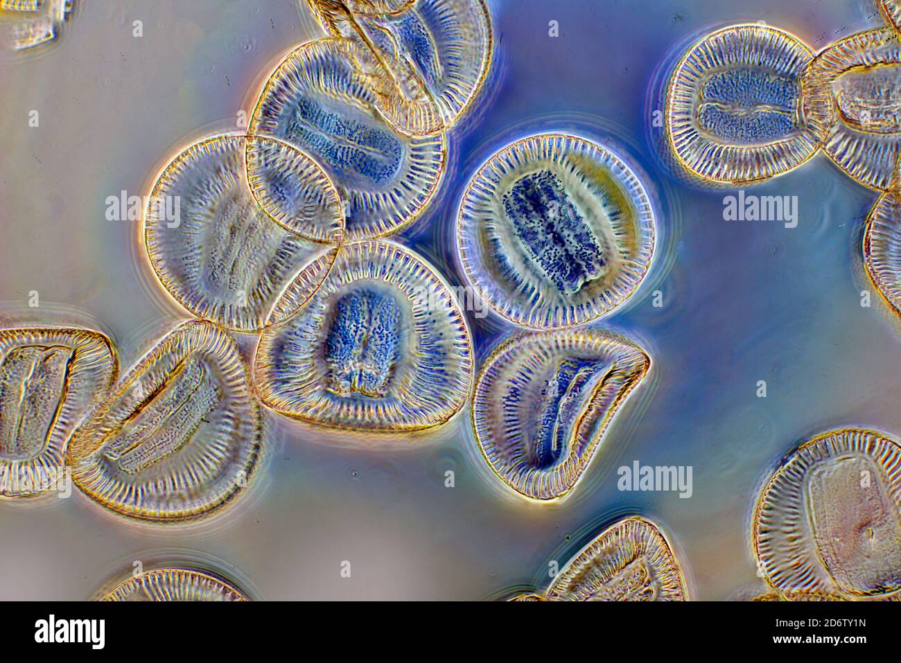 Campylodiscus hi-res stock photography and images - Alamy