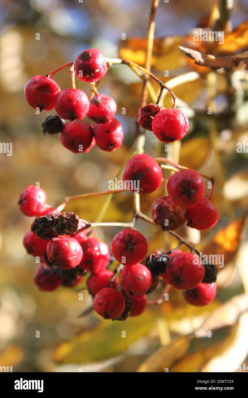 Life cycle plants hi-res stock photography and images - Alamy