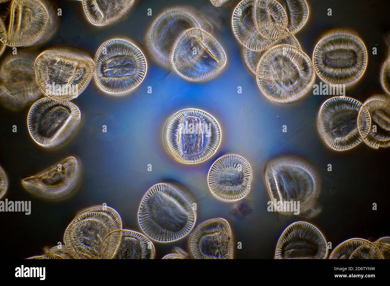 Clypeus hi-res stock photography and images - Alamy