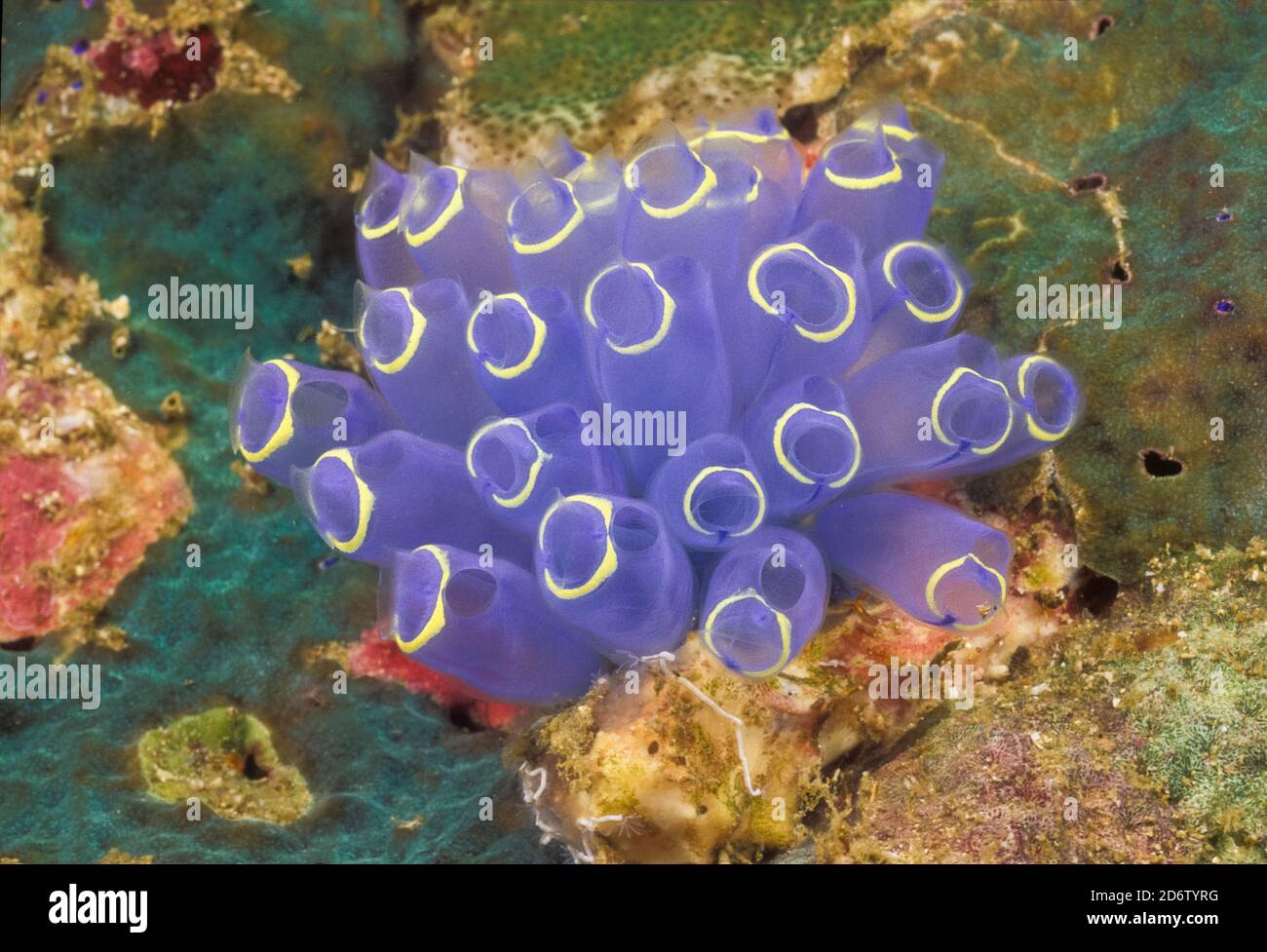 A colony of tunicates, Rhopalaea sp., Mergui Archipelago, Andaman Sea ...