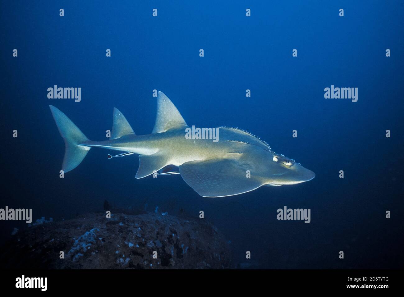 Critically endangered, the strange, ancient-looking Bowmouth Guitarfish ...