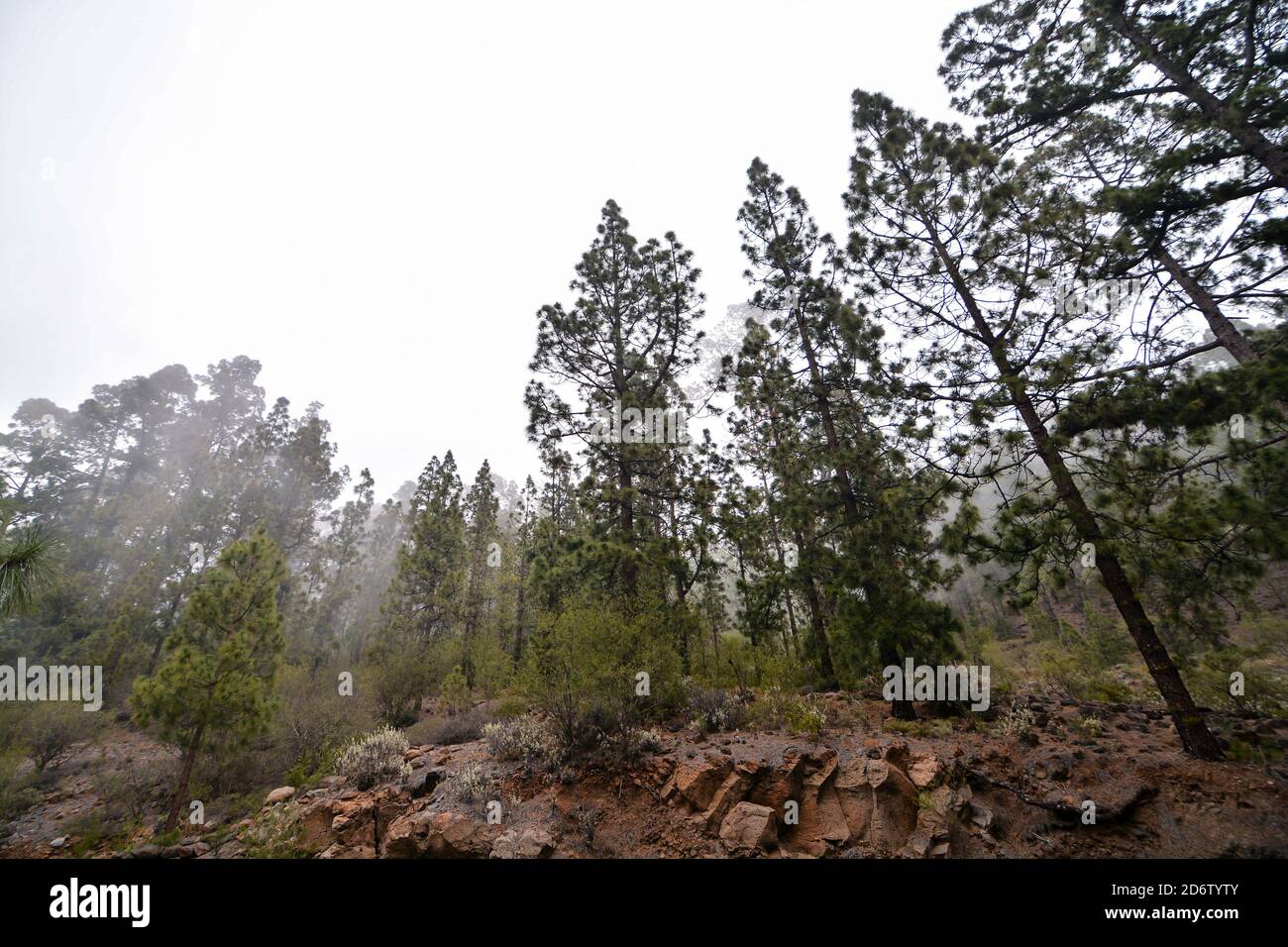Beautiful green pine trees Stock Photo - Alamy
