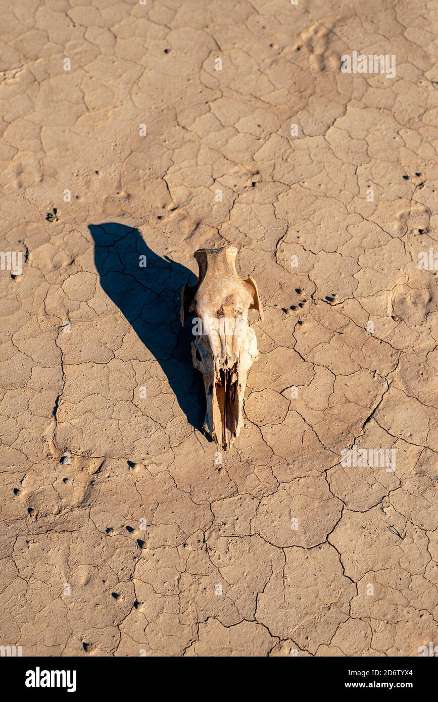 Skull erosion pattern hi-res stock photography and images - Alamy