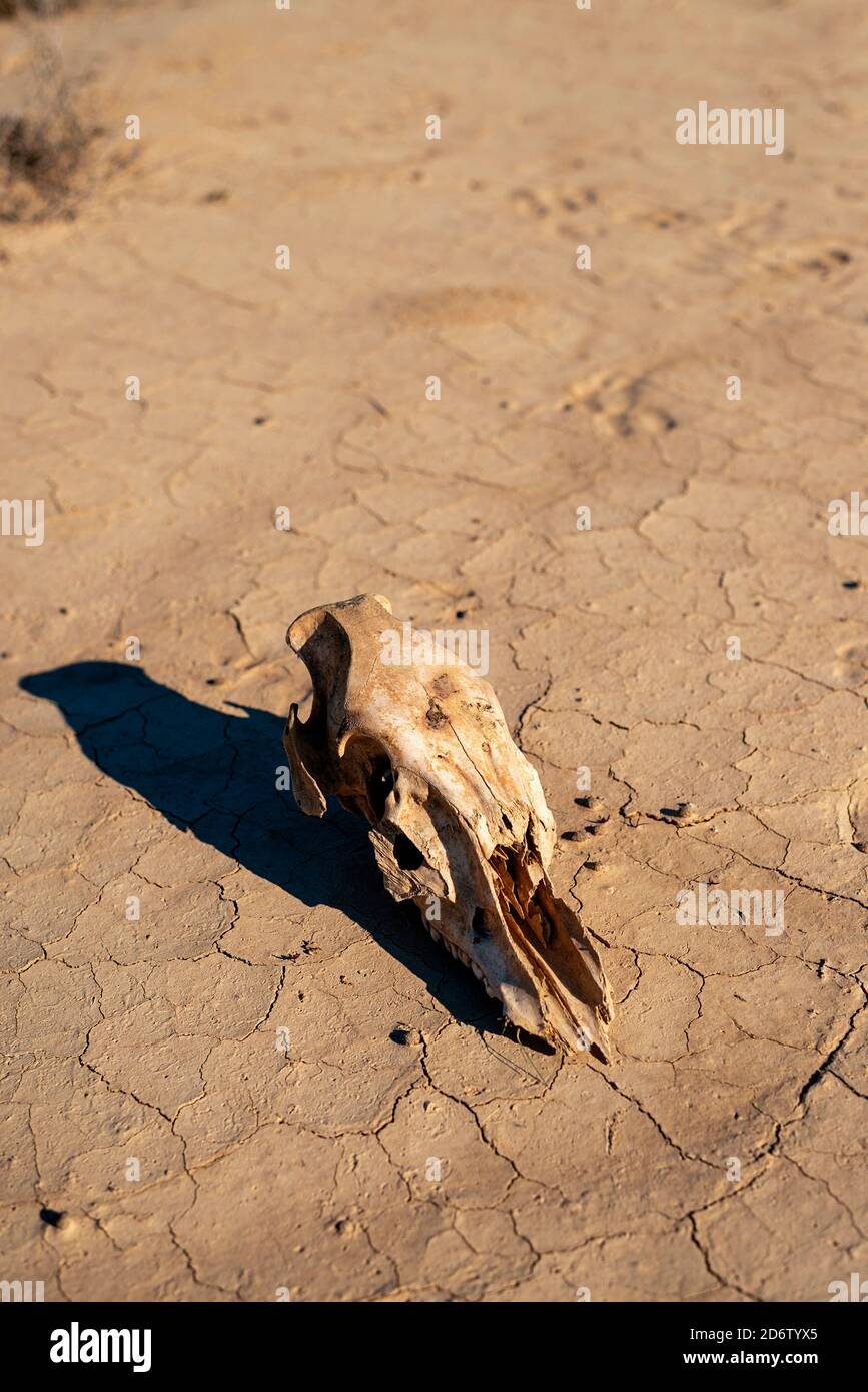 Dry soil texture dessert hi-res stock photography and images - Alamy