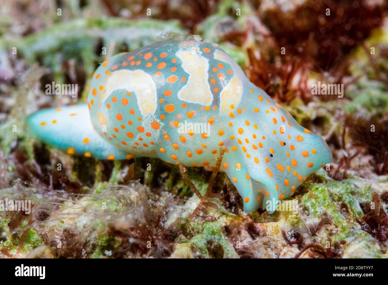 Bubble shell hi-res stock photography and images - Alamy