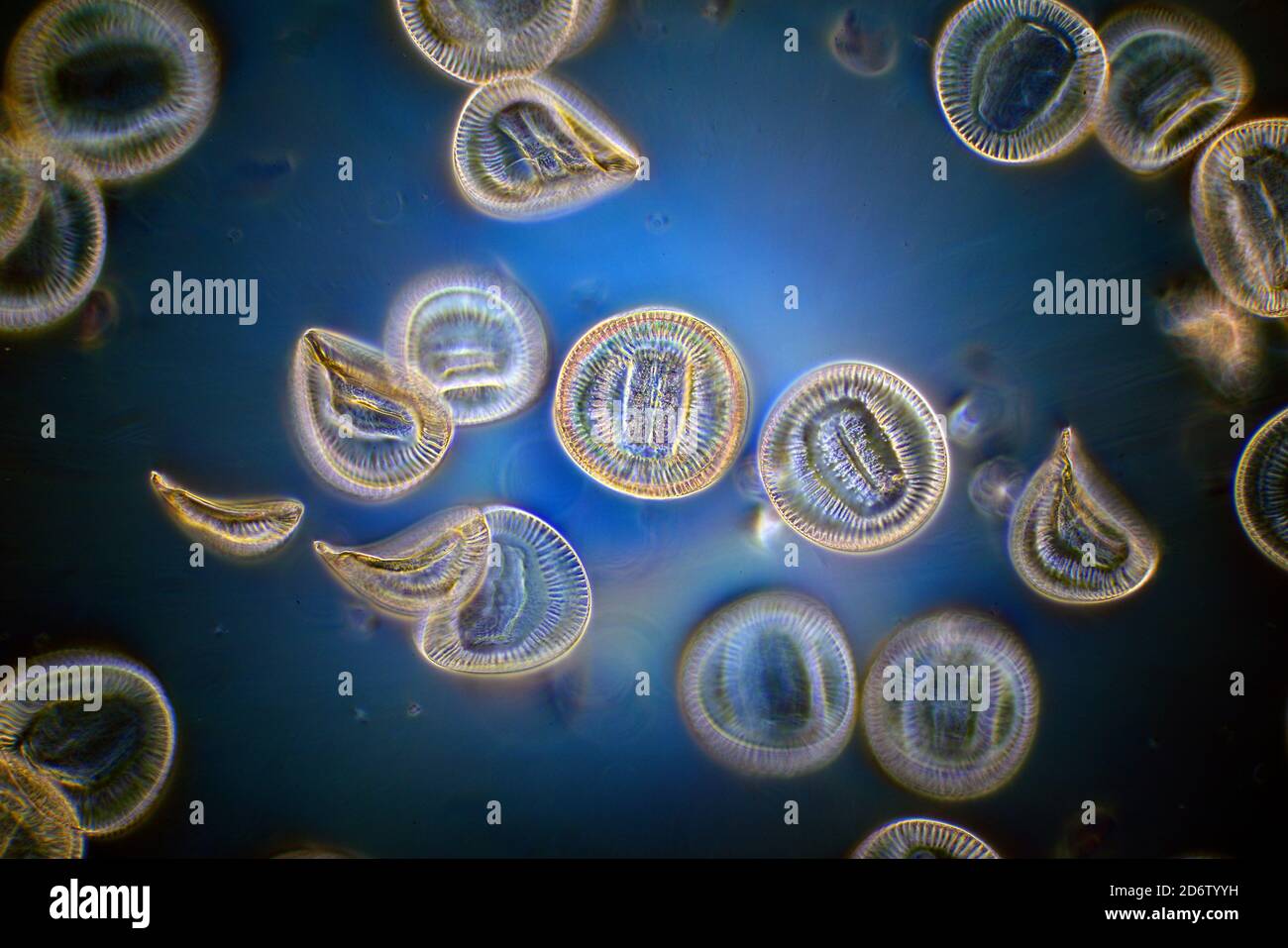 Campylodiscus hi-res stock photography and images - Alamy