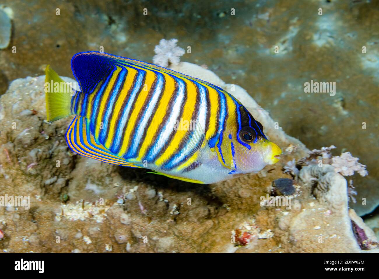 Regal Angelfish, Pygoplites diacanthus, Fathers Reefs, Kimbe Bay, Papua ...