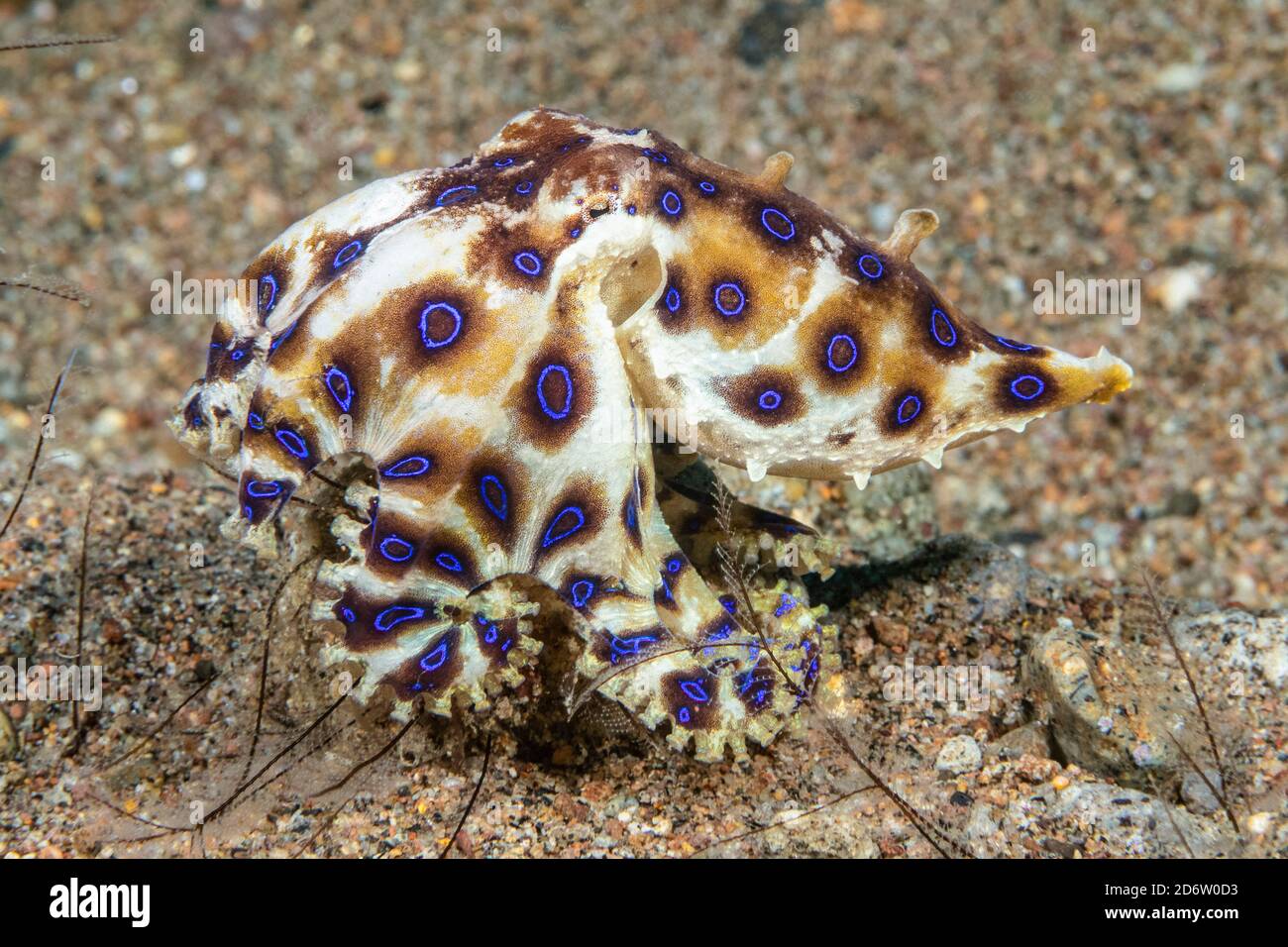 Blue Ringed Octopus, Hapalochlaena lunulata, putting on a brilliant ...