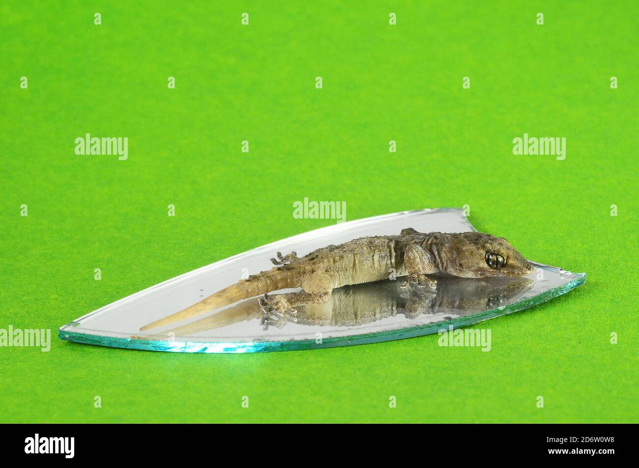 Small Gecko Lizard and Mirror Stock Photo - Alamy