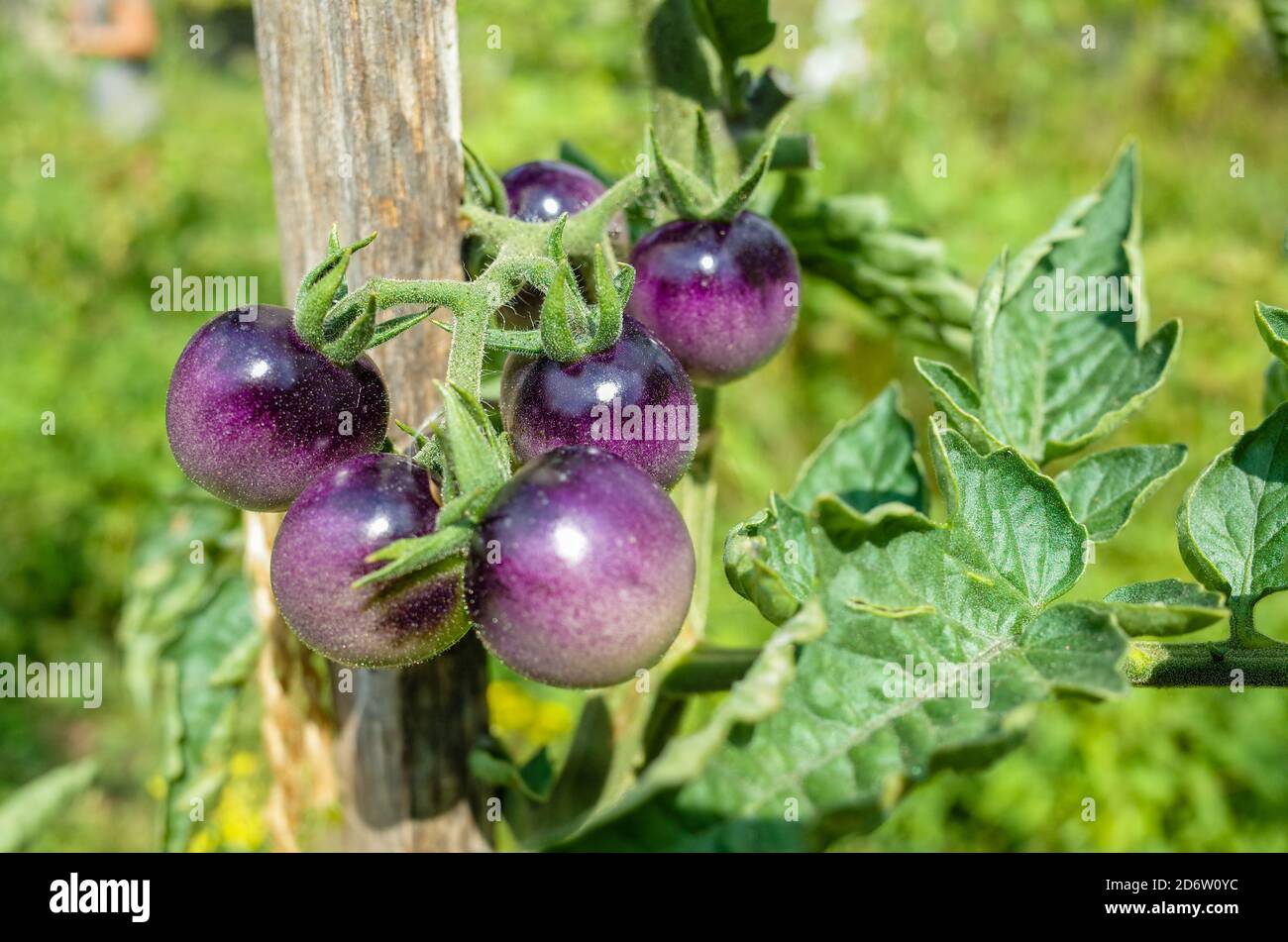 Blue tomato hi-res stock photography and images - Alamy