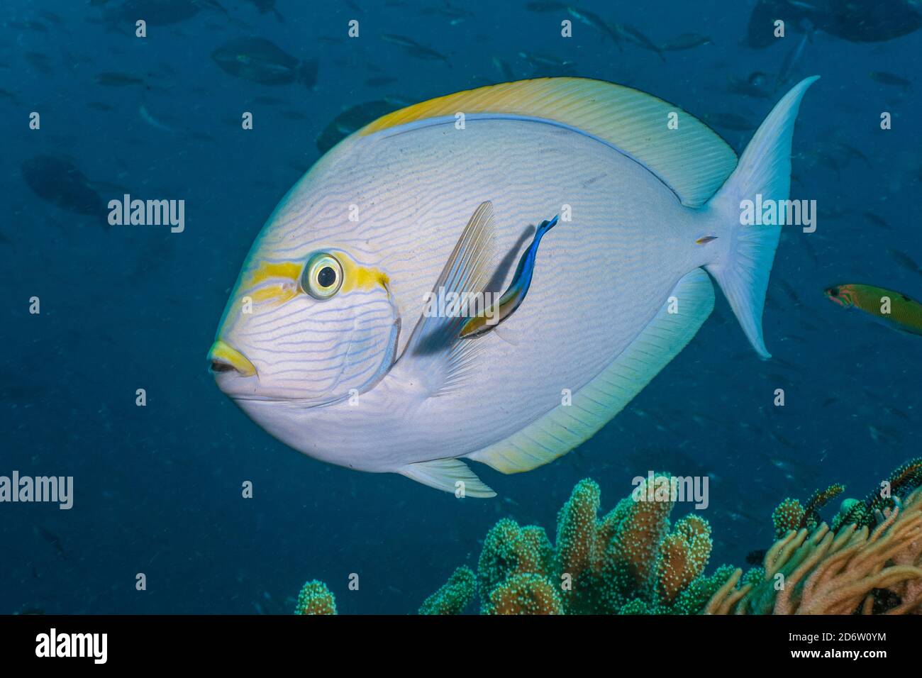Yellowmask Surgeonfish, Acanthurus mata, being cleaned by Bluestreak ...