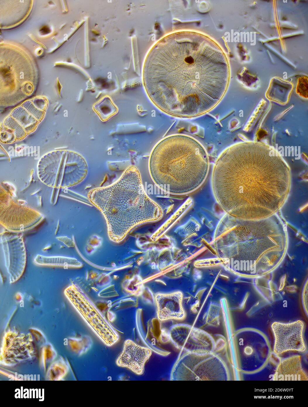 Silica and diatoms microscope hi-res stock photography and images - Alamy