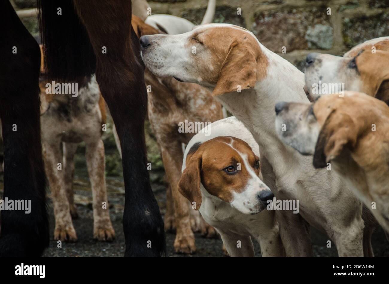 Meet hounds hi-res stock photography and images - Alamy