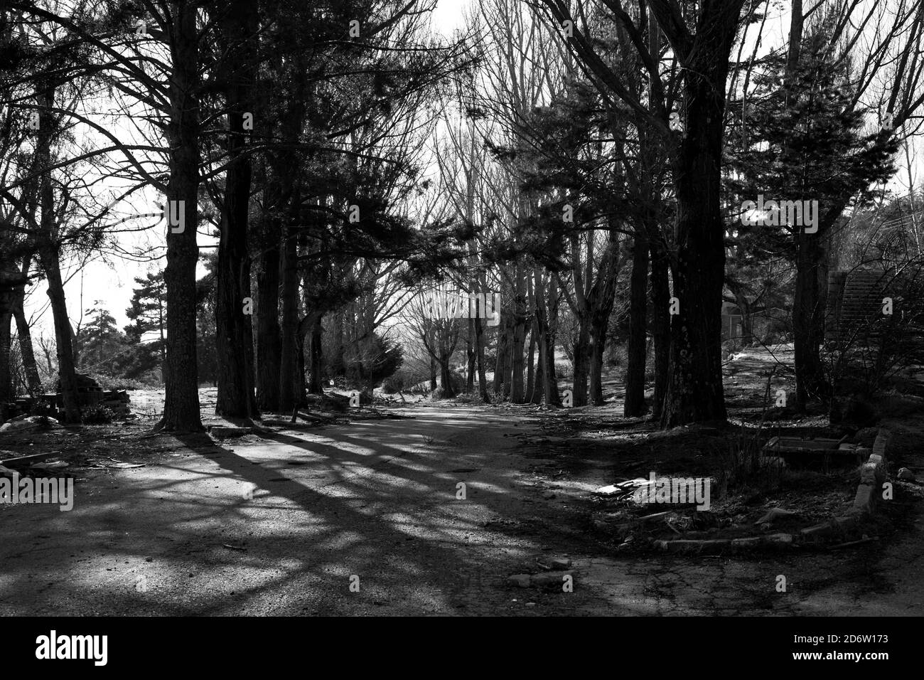 Pine trees line mountain road Black and White Stock Photos & Images - Alamy