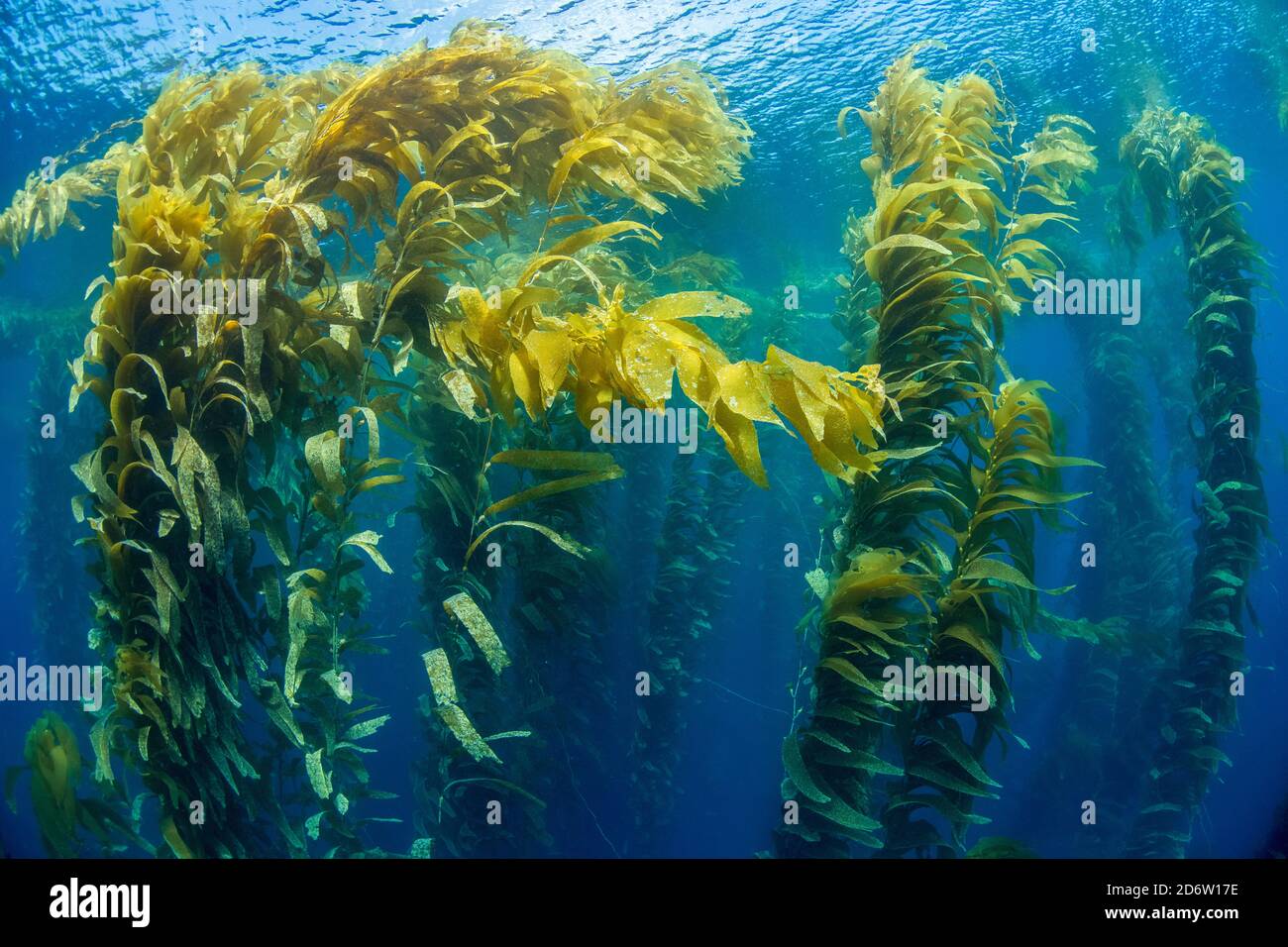 Giant kelp, Macrocystis pyrifera, is among the world's fastest growing ...
