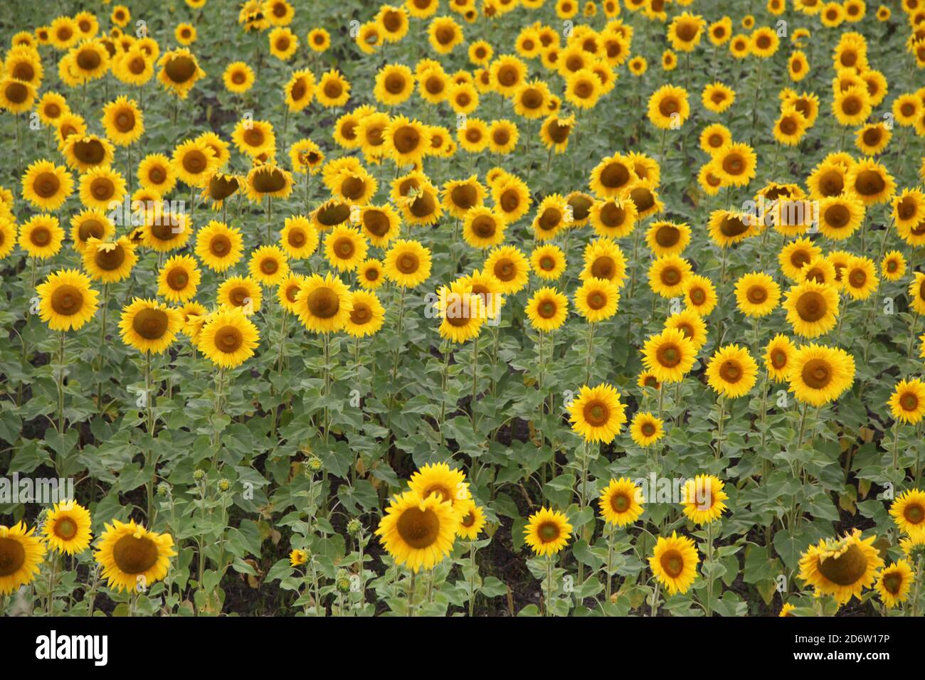 field of sunflowers. Russia Stock Photo - Alamy