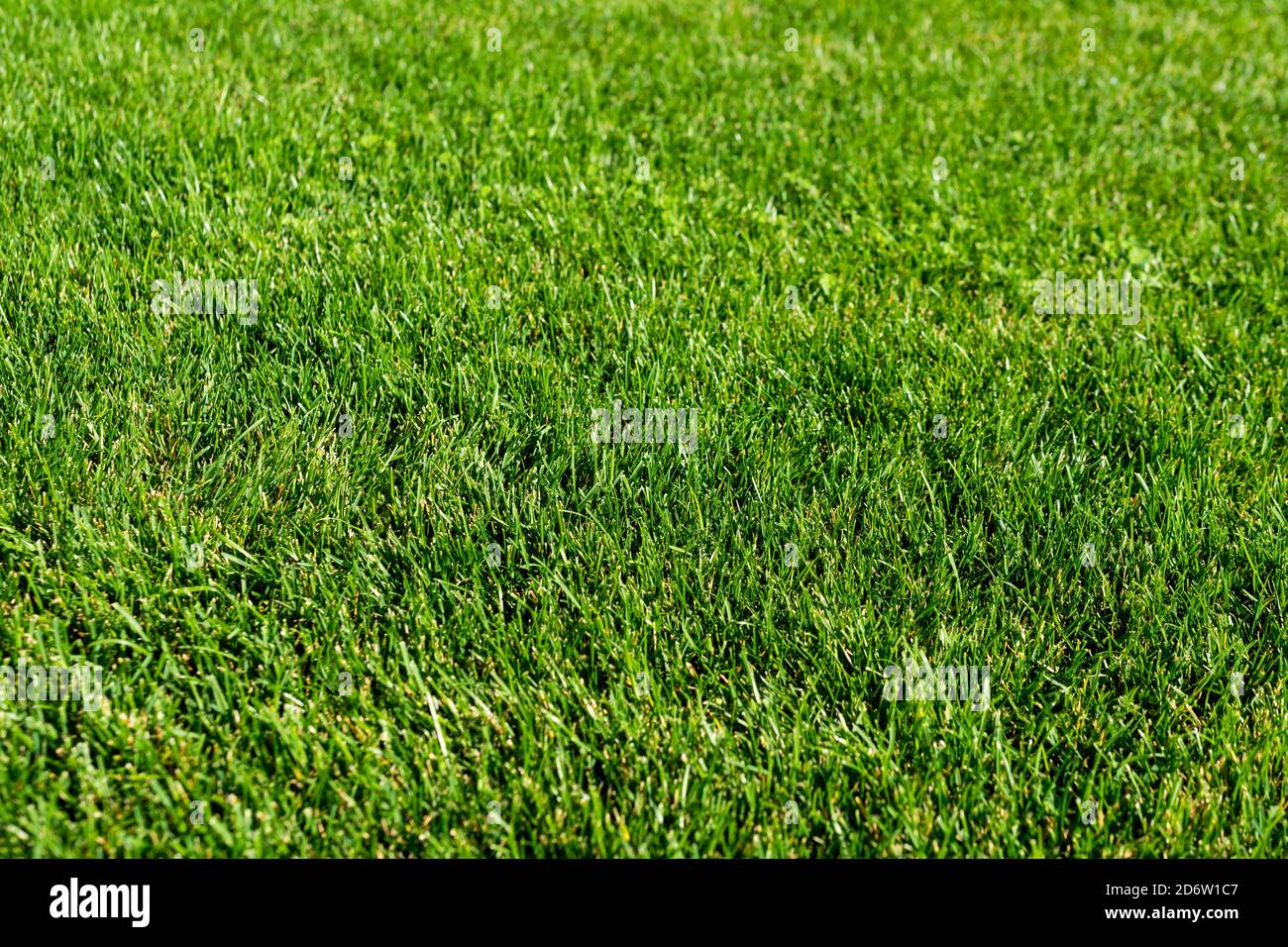 Grass Field Ground View