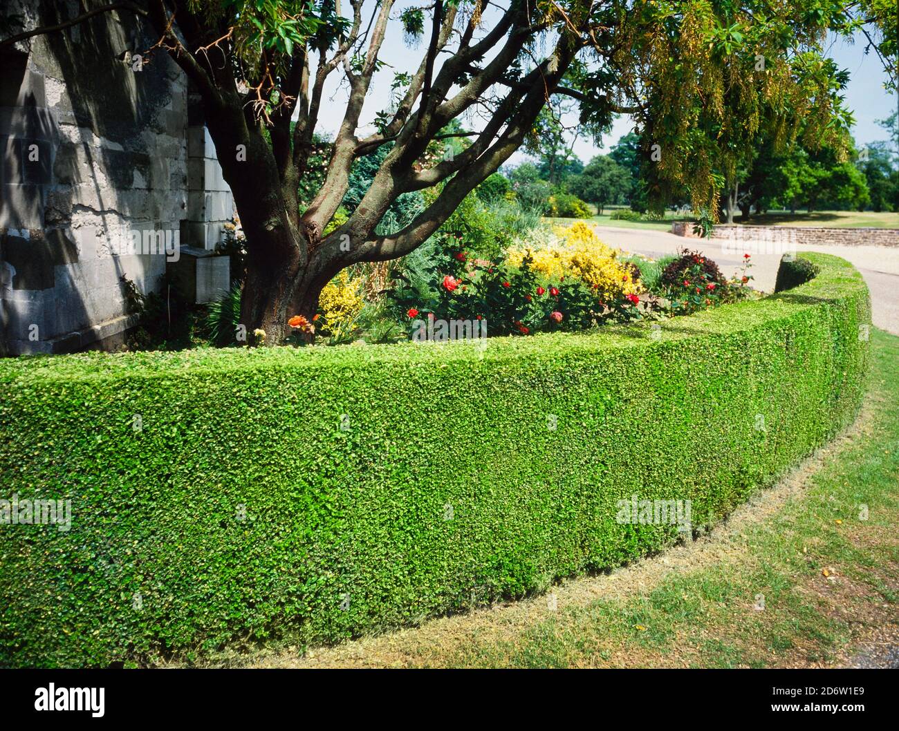 Box hedging, Buxus sempervirens. perfectly clipped, tidy hedge boundary ...