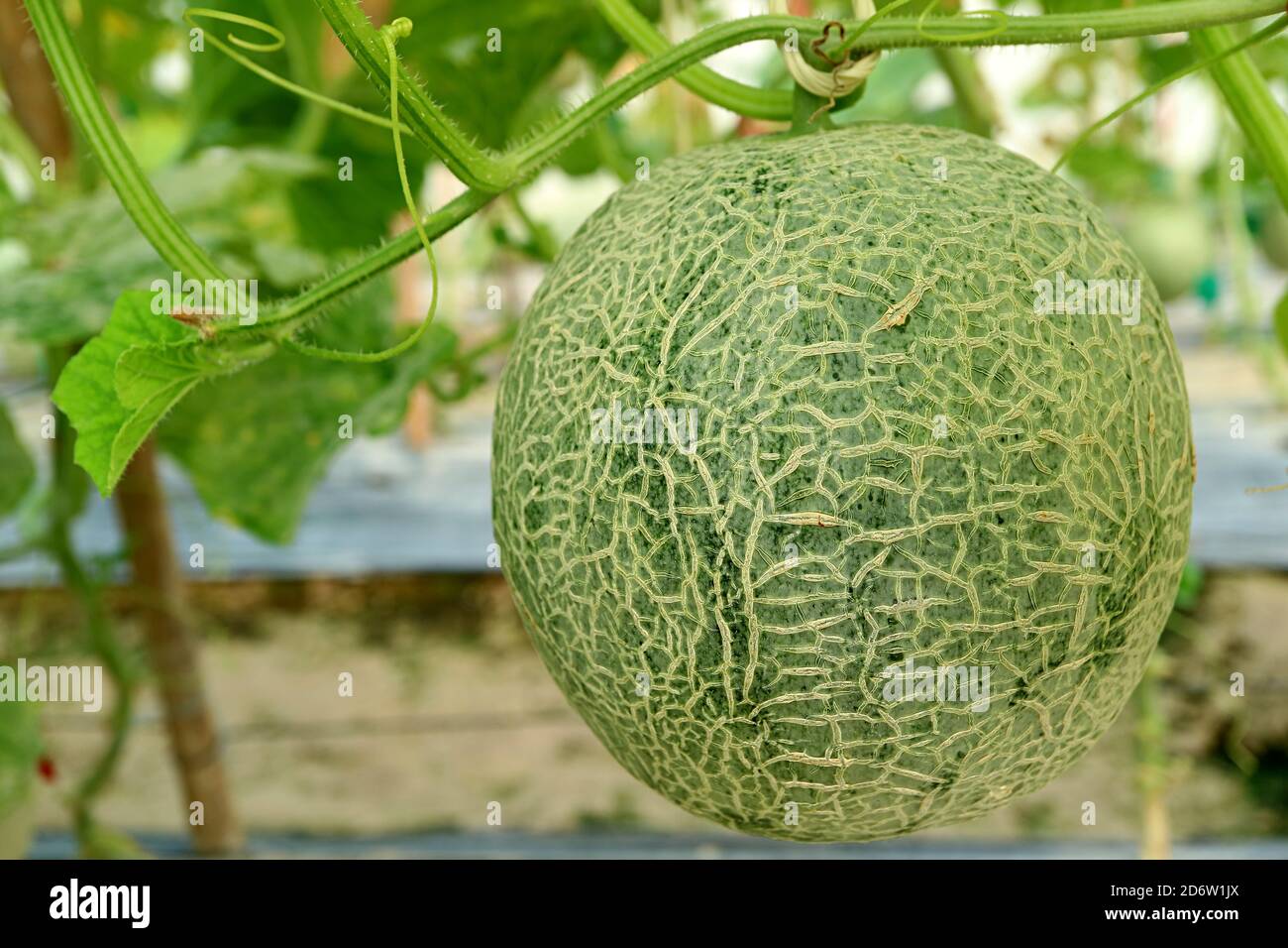 One Nearly Ripe Muskmelon Fruit on in Trees in the Greenhouse Stock ...