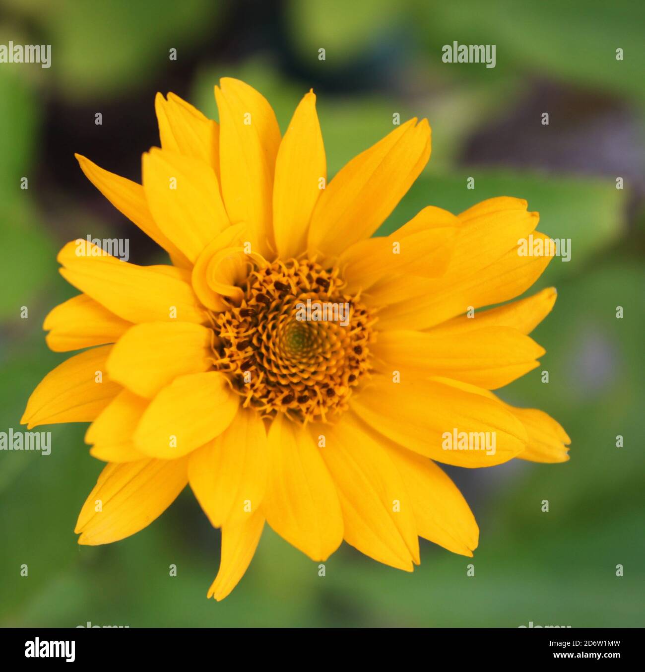 Flower anatomy hi-res stock photography and images - Alamy