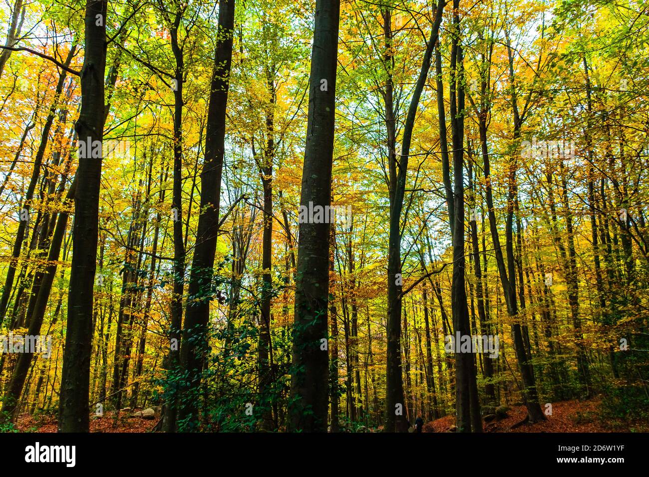Barcelona orange trees hi-res stock photography and images - Alamy