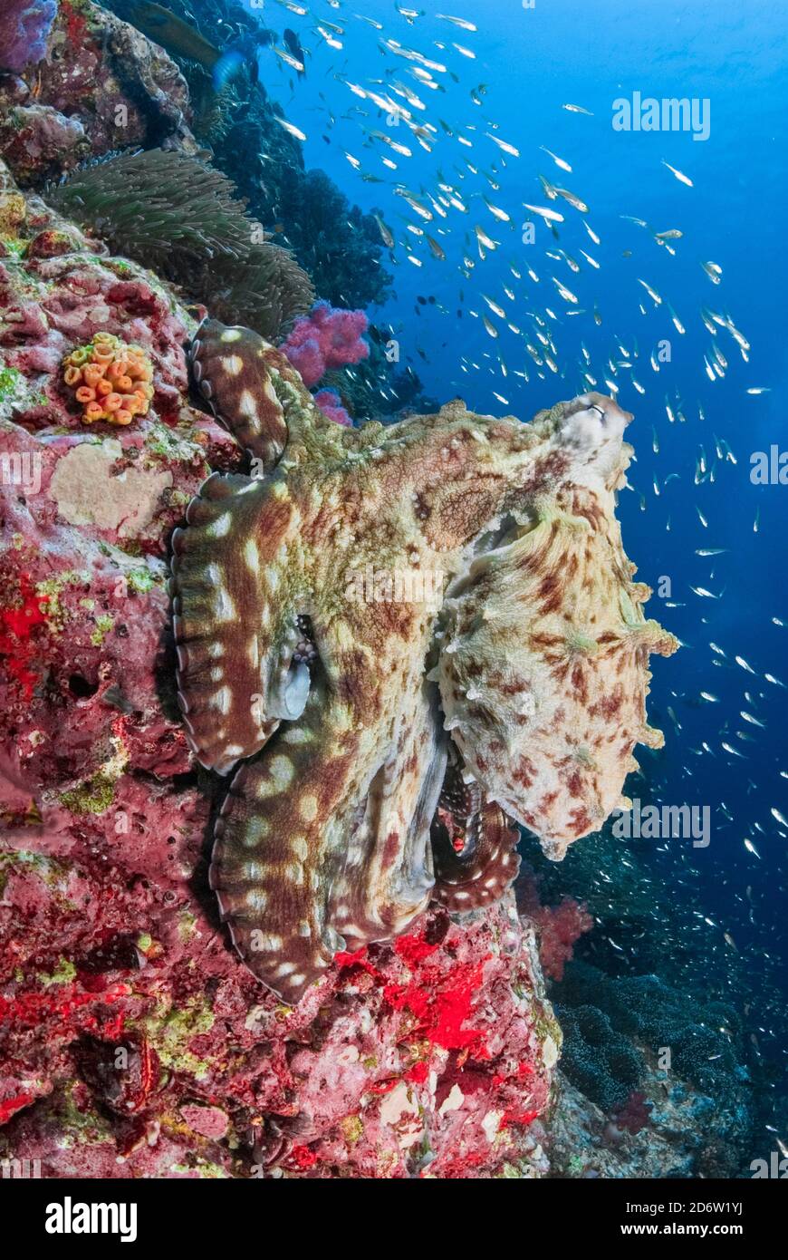 Reef Octopus, Octopus cyanea, doing a good job of blending in with the ...