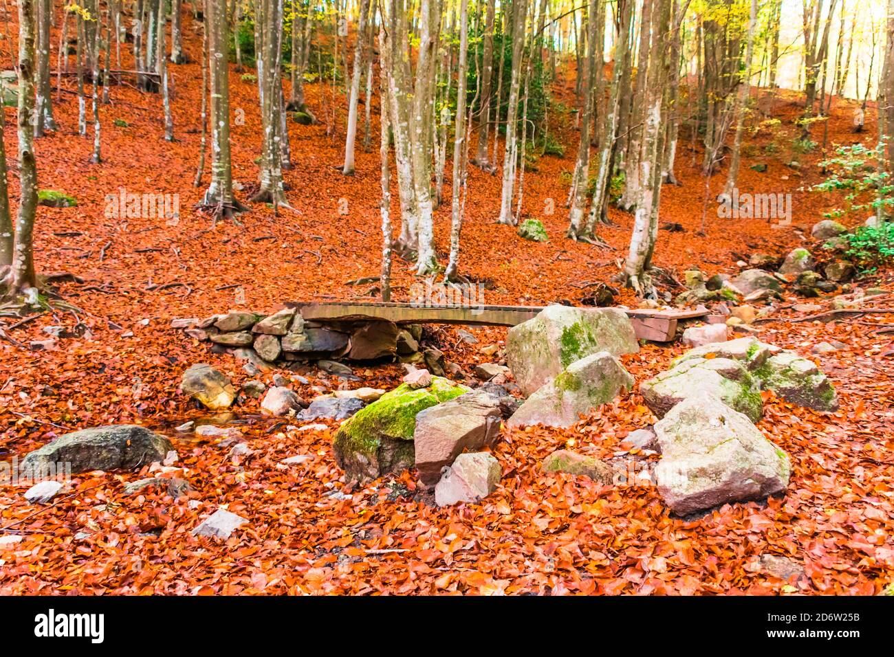 Colorful trees and leaves in autumn in the Montseny Natural Park in ...