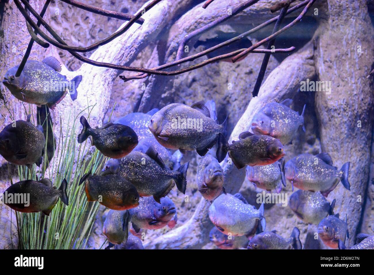Fish in Aquarium Stock Photo - Alamy