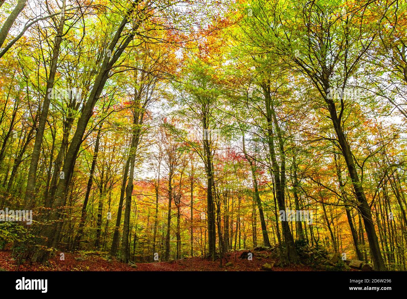 Colorful trees and leaves in autumn in the Montseny Natural Park in ...