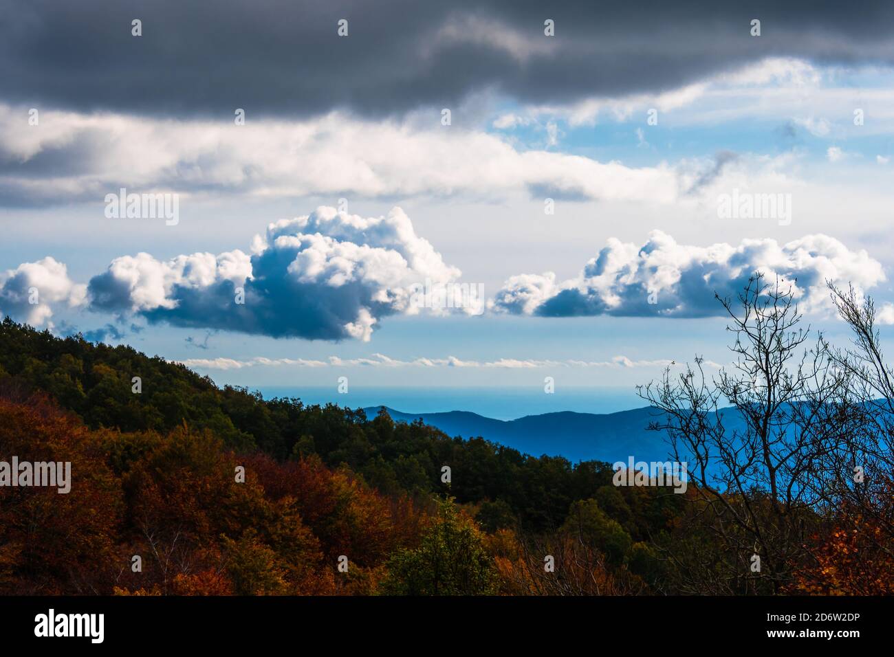 Colorful trees and leaves in autumn in the Montseny Natural Park in ...