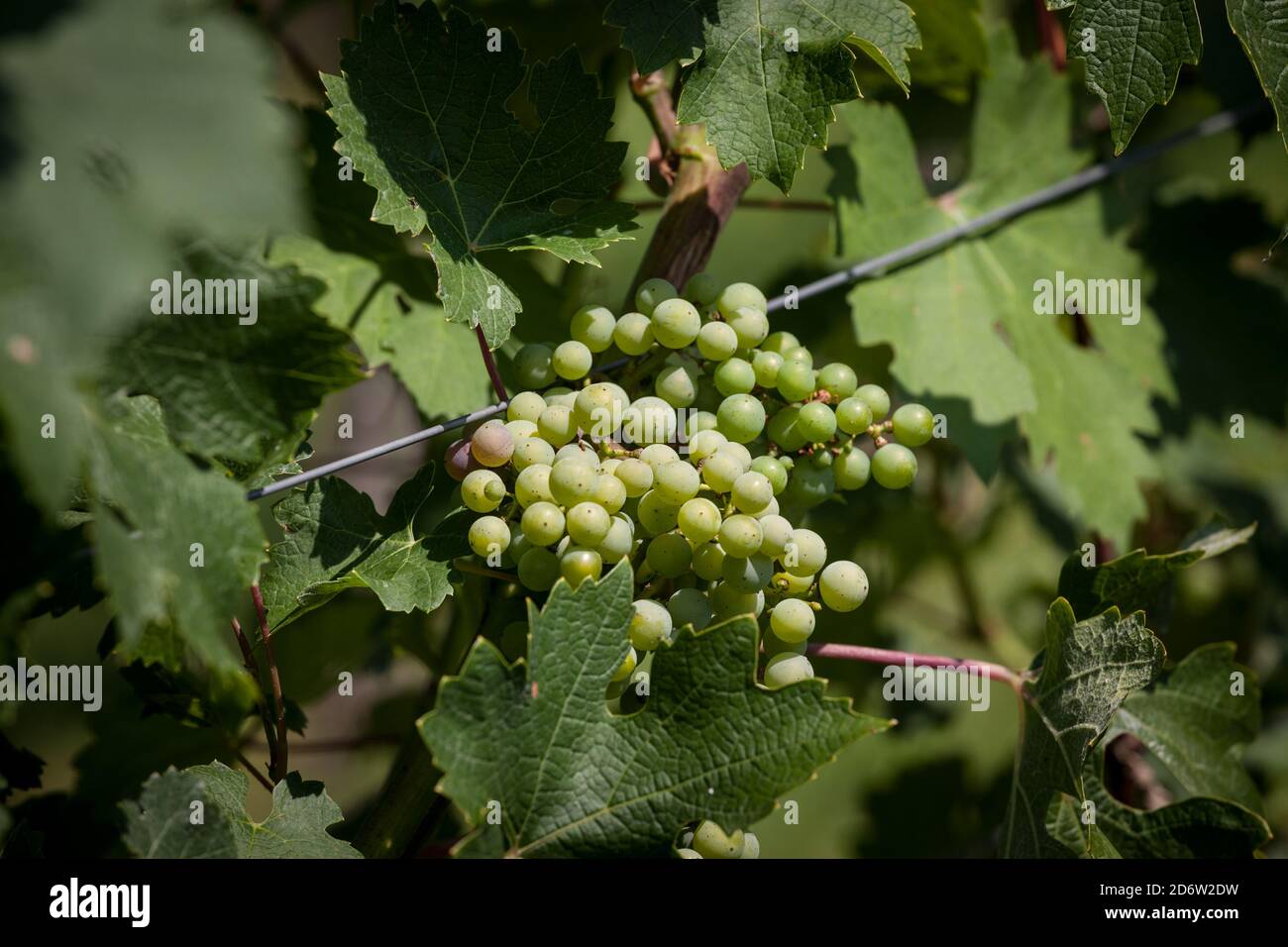 Vinetree hi-res stock photography and images - Alamy