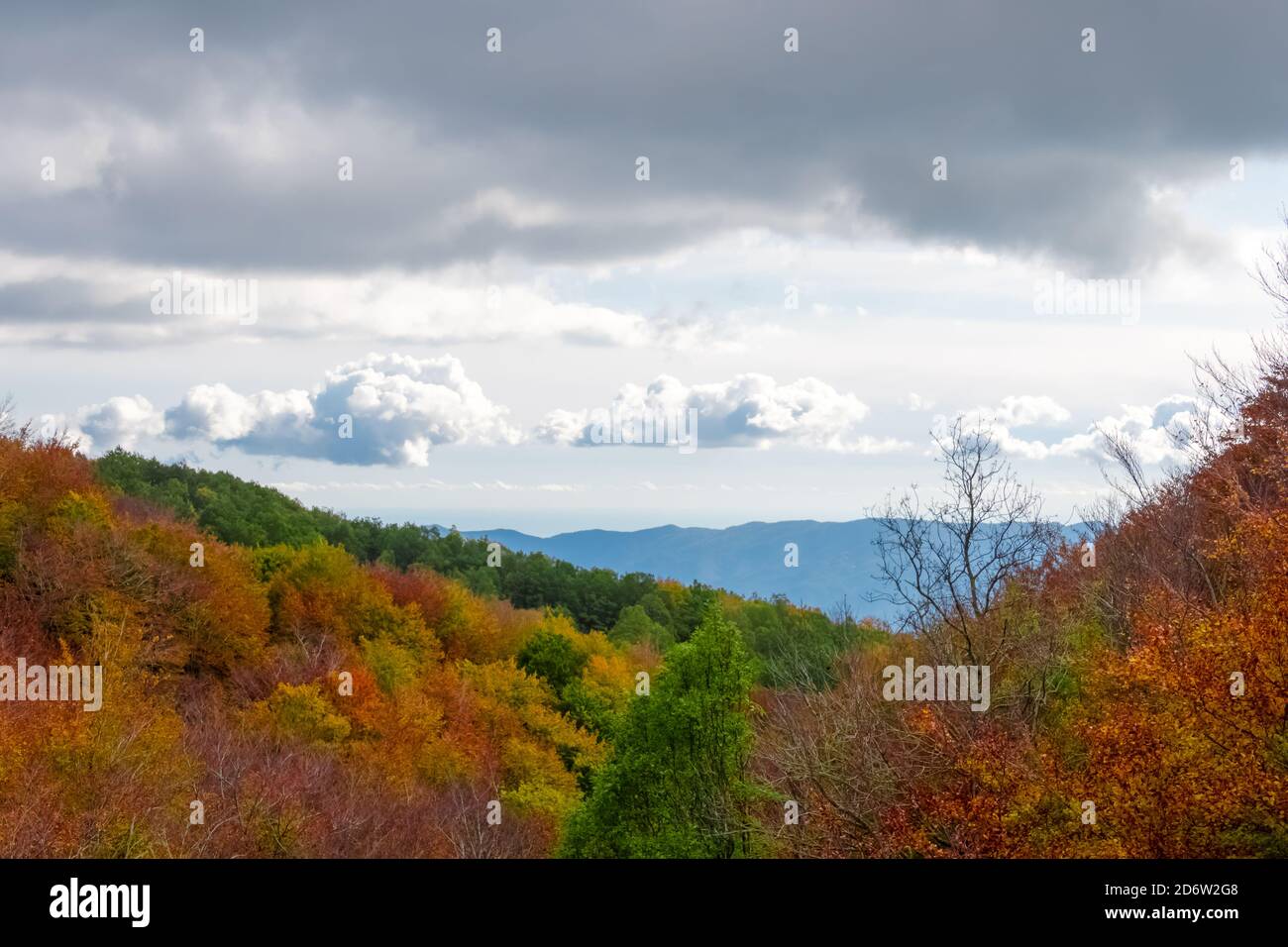 Colorful trees and leaves in autumn in the Montseny Natural Park in ...