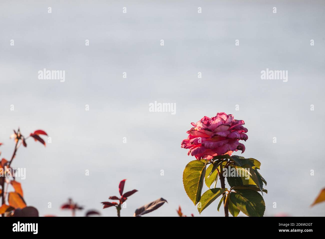 Pink rose on its trees in the Serbian countryside at sunset in summer ...