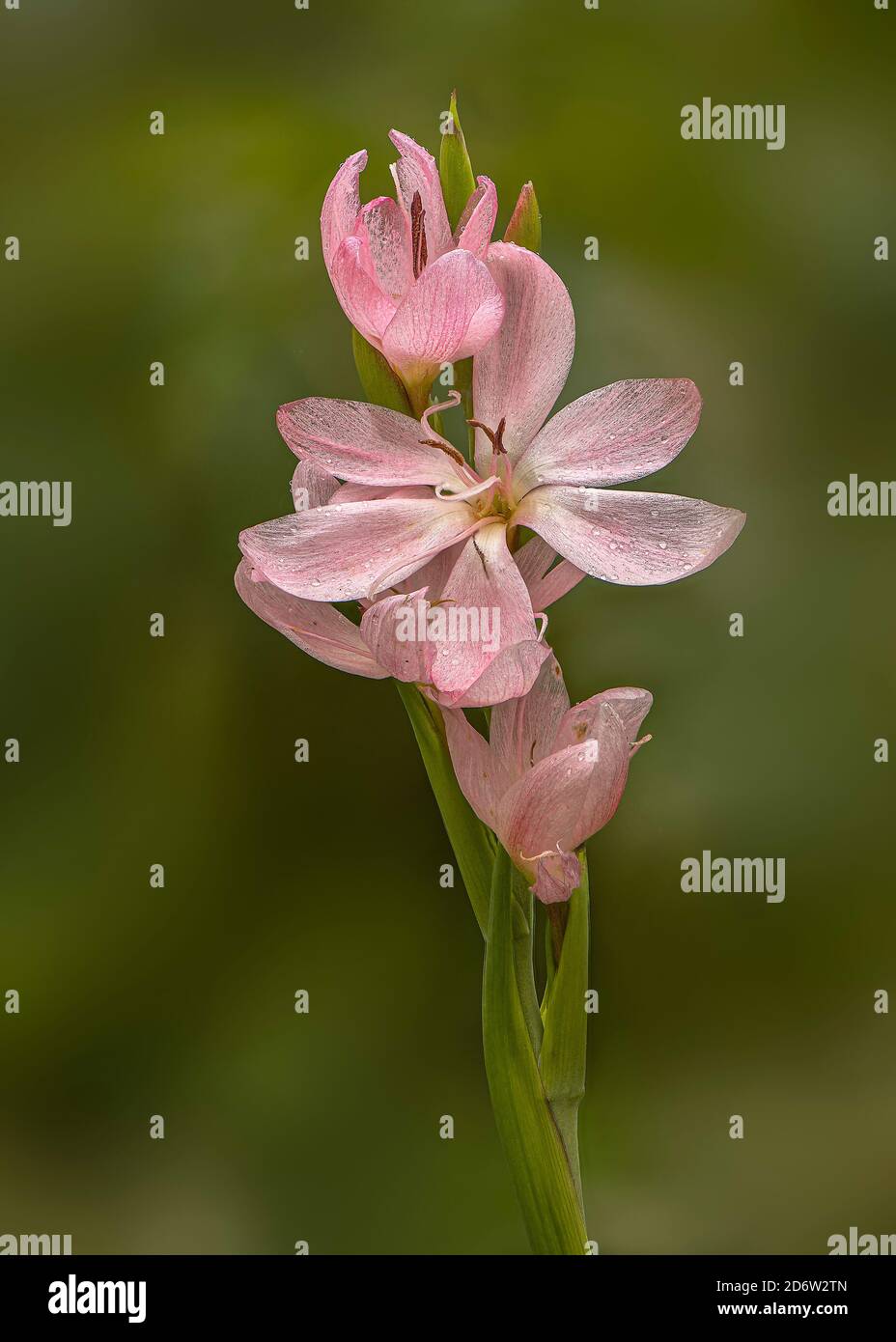 Hesperantha Garden High Resolution Stock Photography and Images - Alamy
