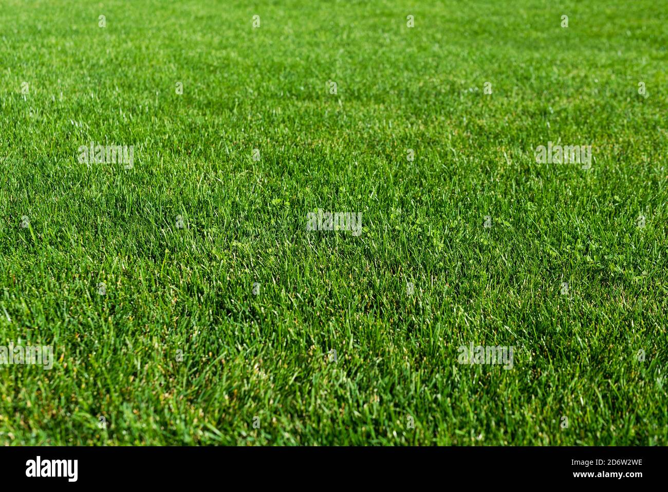 Green grass lawn in the garden, green flooring making concept, football ...