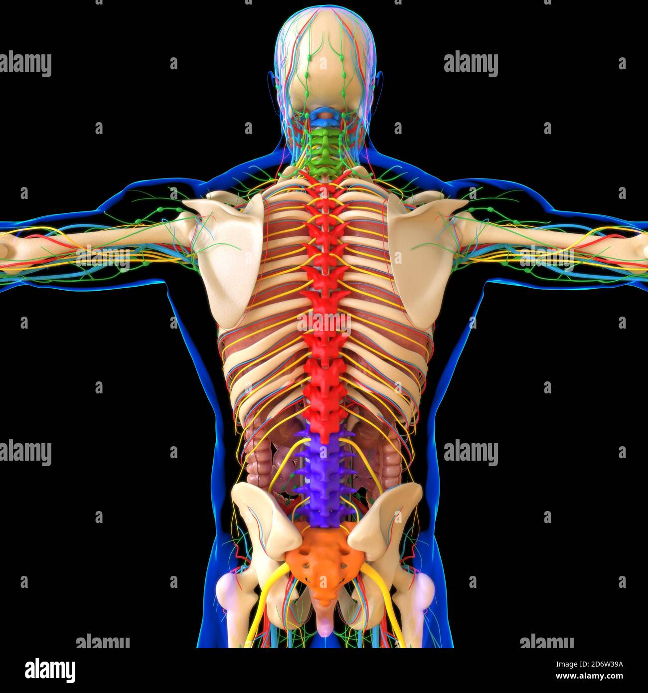 Human Anatomy For medical concept 3D Illustration Render Stock Photo ...