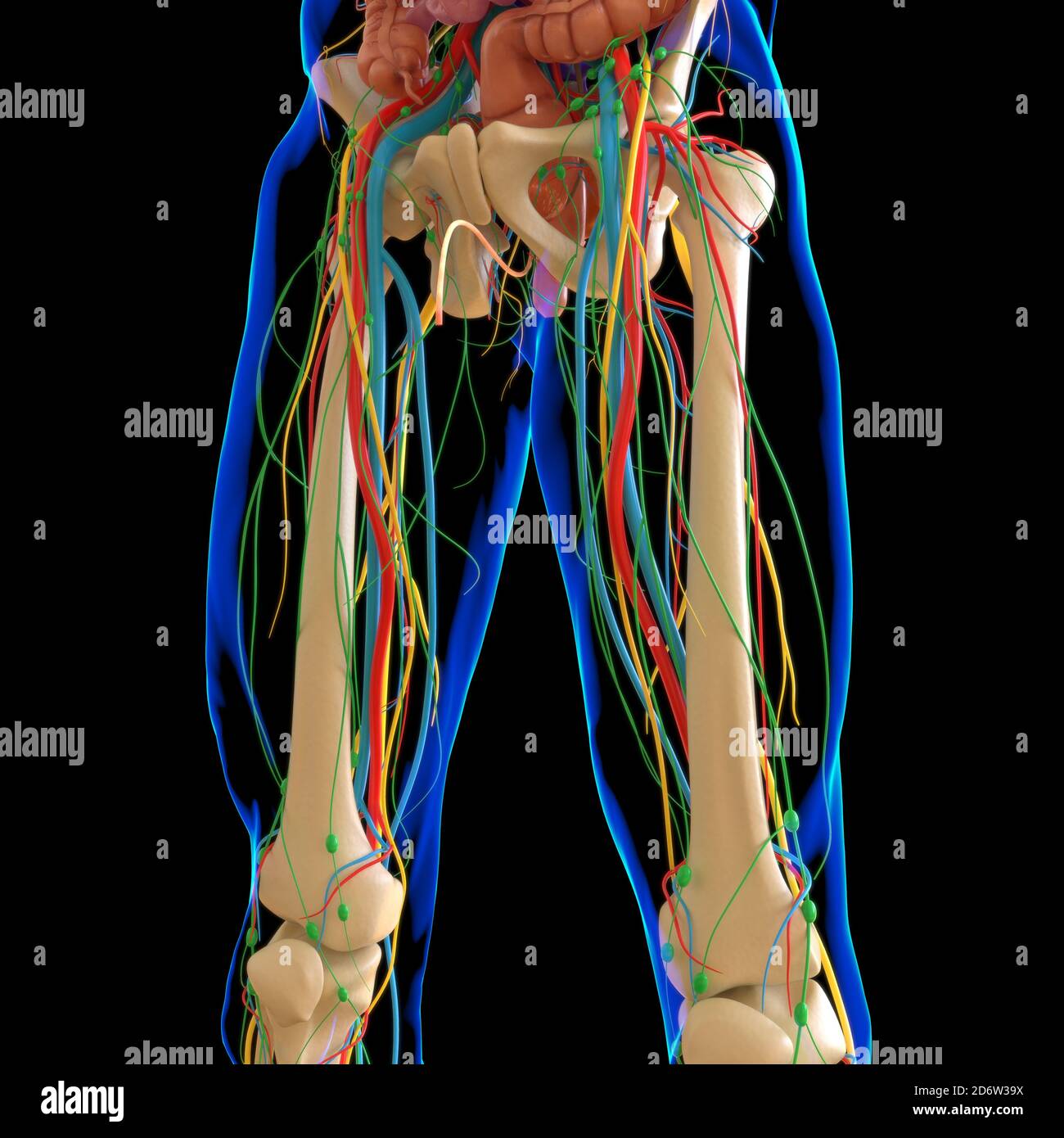 Lumbar lymph nodes hi-res stock photography and images - Alamy